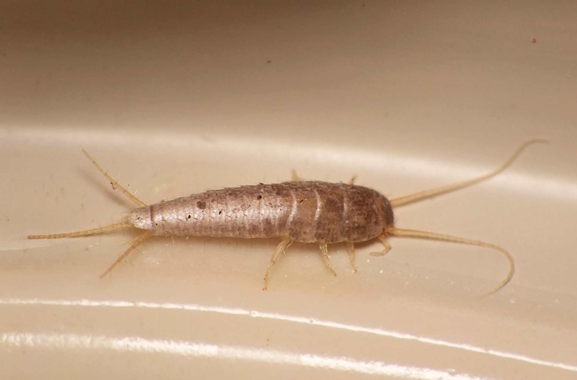 Rybik cukrowy (Lepisma saccharina). Łazienkowy lokator